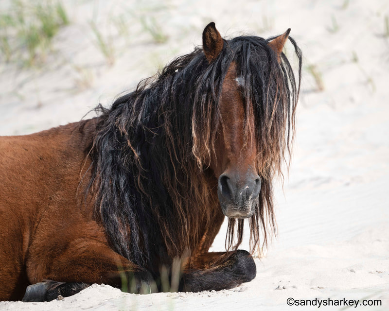 Canadian Wild Horses - Save Our Wild Horses