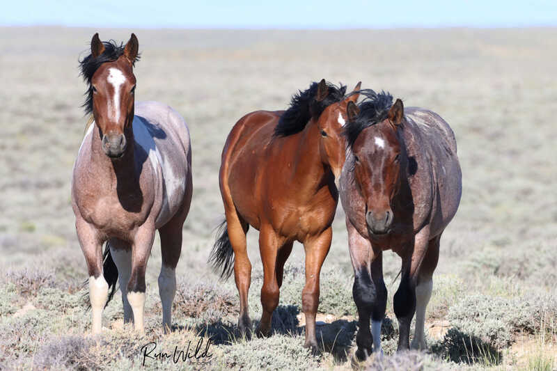 2025 Wild Horse Summit - Save Our Wild Horses